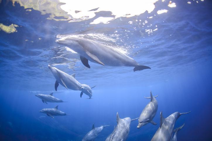 How Do Dolphins Breathe Underwater? - Waking and Sleeping
