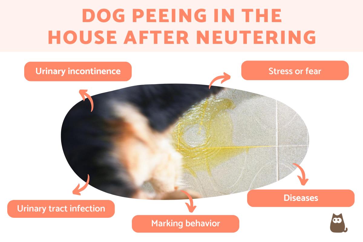 My Dog Is Peeing in the House After Neutering - Causes and Treatment