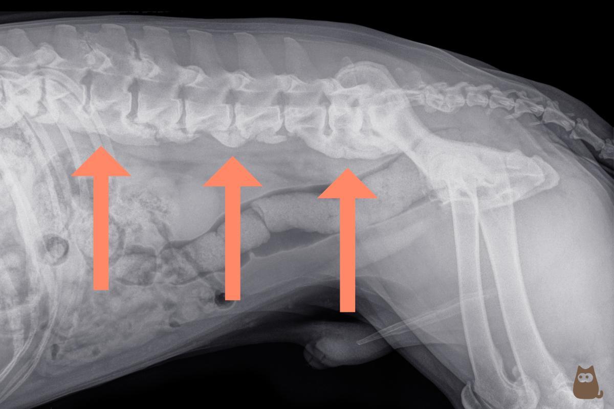 Spondylosis in Dogs - Symptoms, Causes, Diagnosis and Treatment