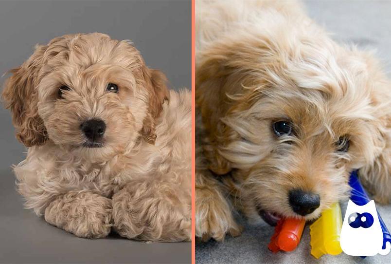 Cavapoo vs Cockapoo - Origin, Characteristics and Character