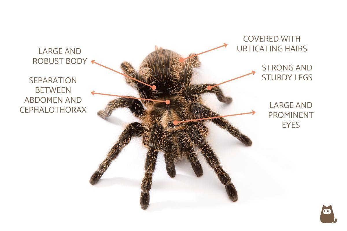 Differences between Tarantulas and Spiders - Physical Characteristics, Behavior and Habitat