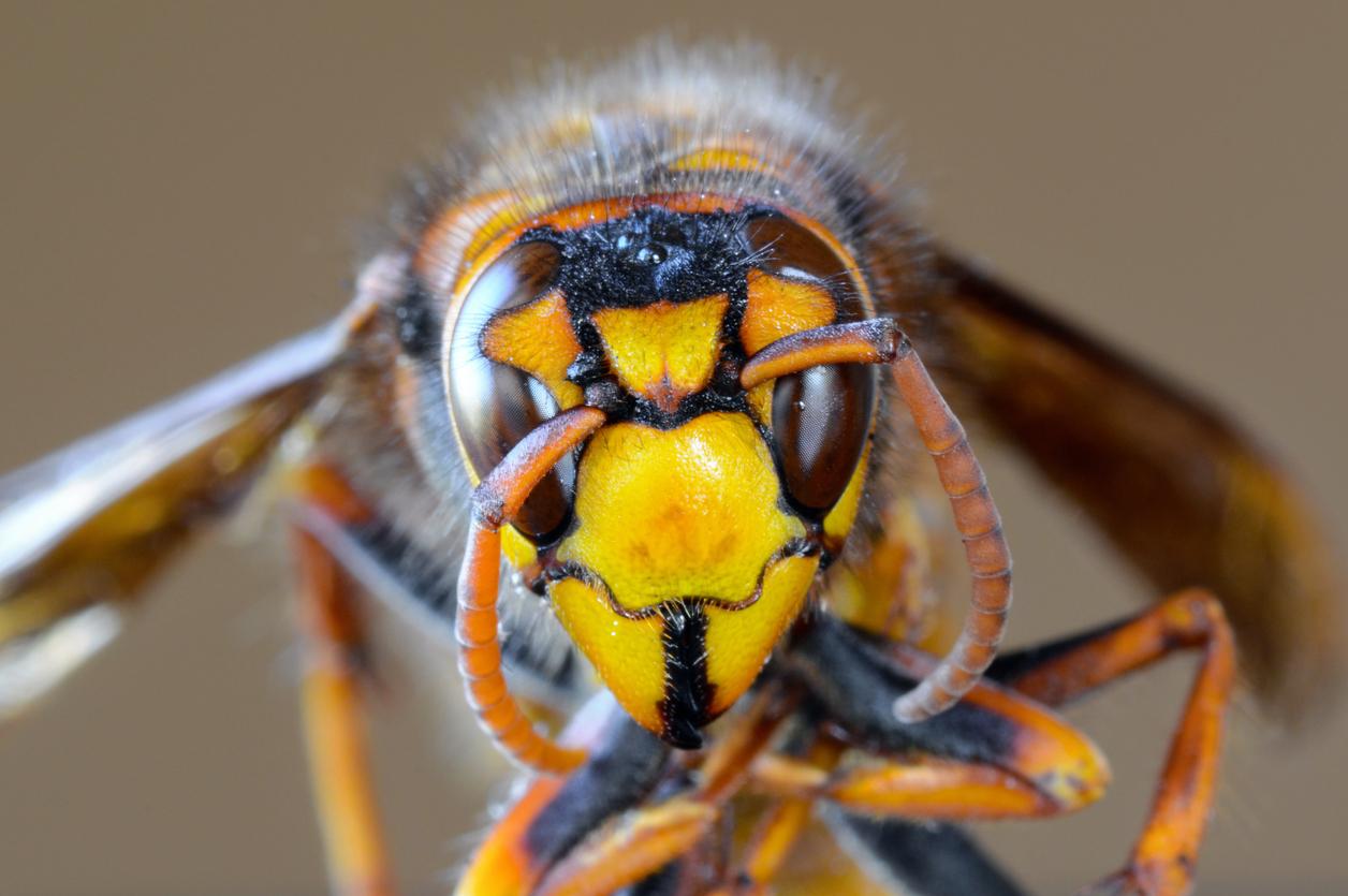 The 10 Most Dangerous Animals in Asia