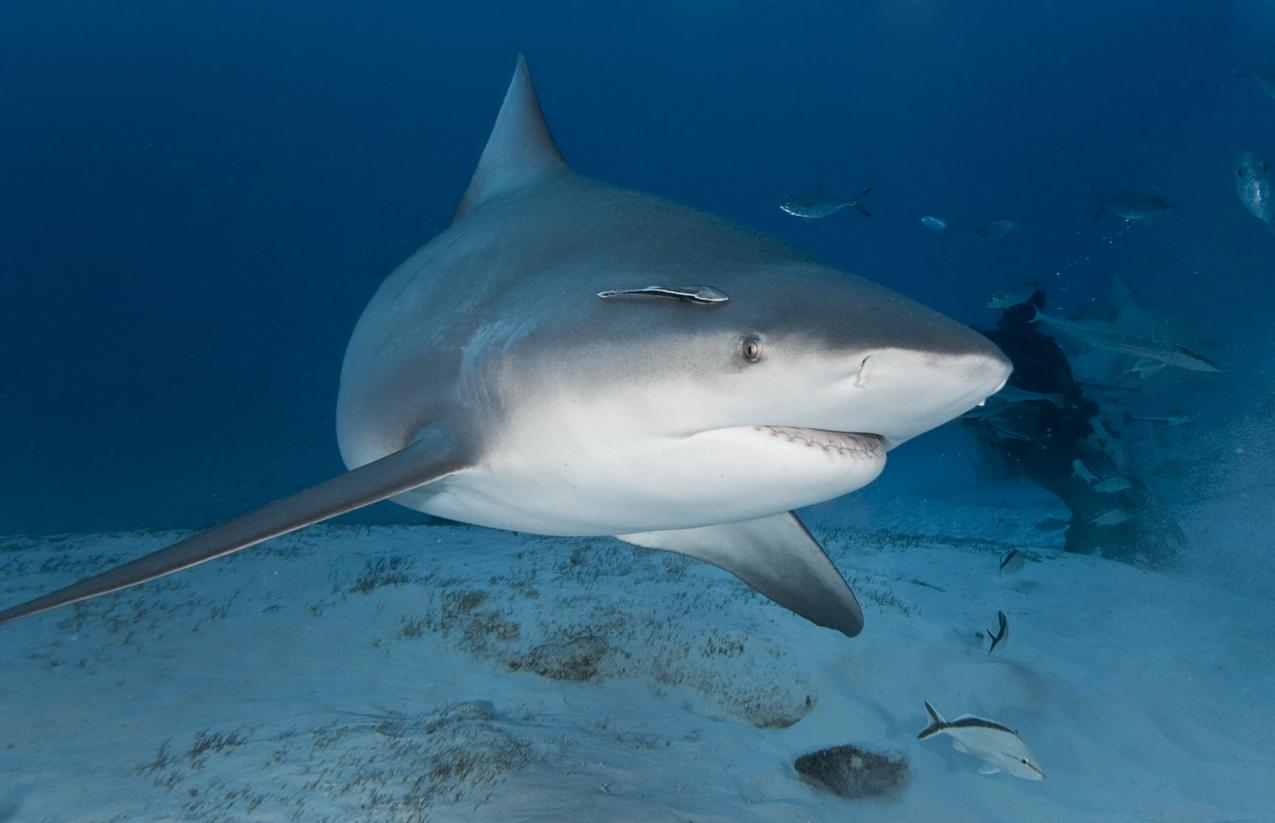The 10 Most Dangerous Animals in Asia