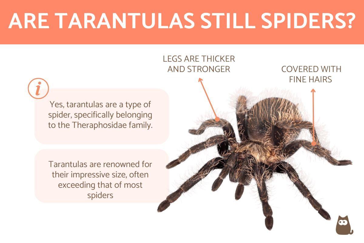 Differences between Tarantulas and Spiders - Physical Characteristics ...