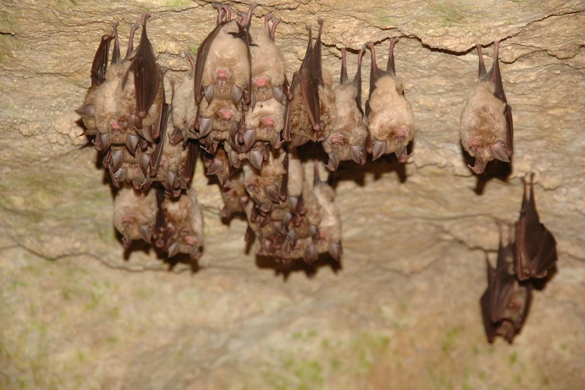 Where Do Bats Live? - Bat Habitats and Distribution