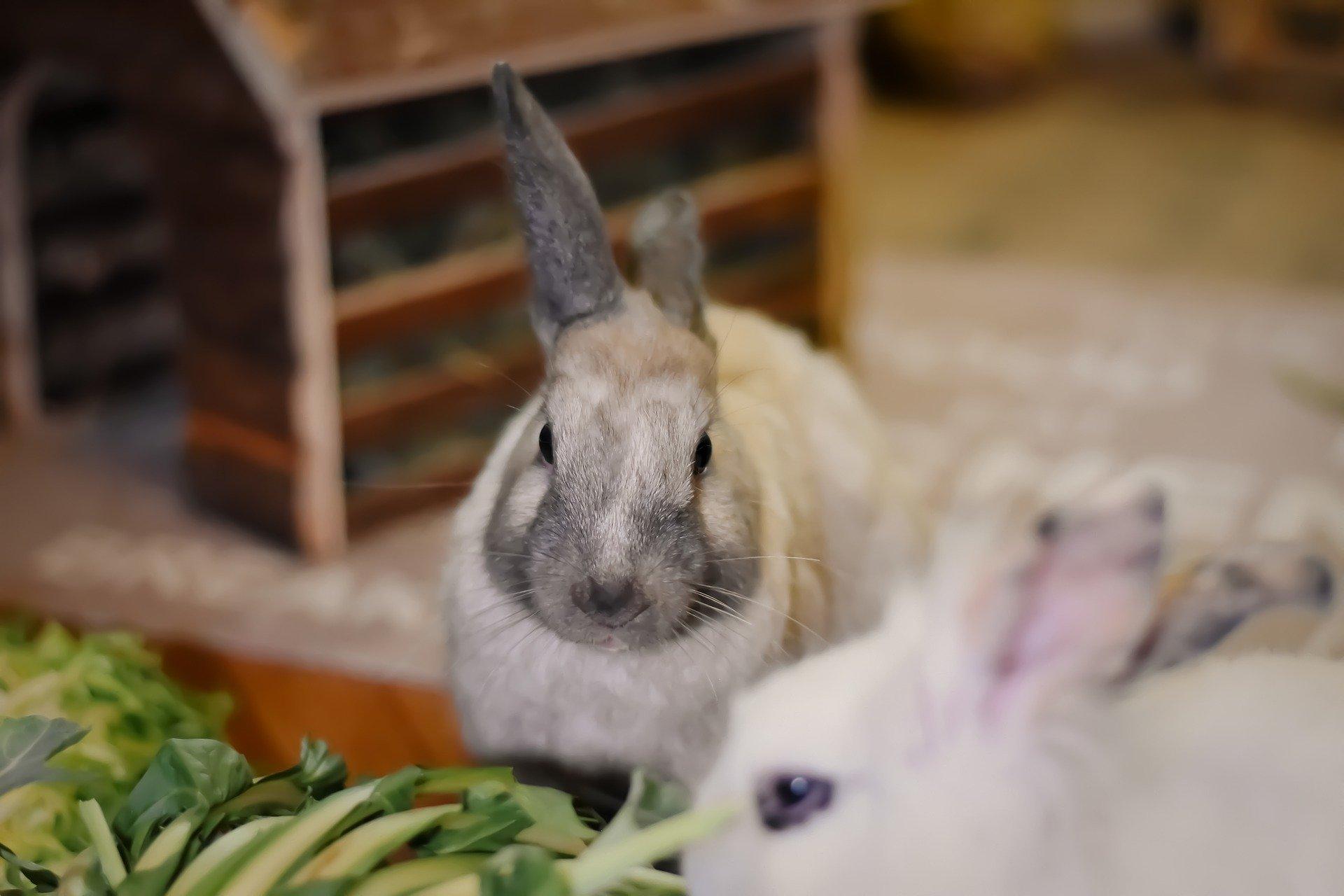 My Rabbit Has One Floppy Ear - Symptoms and Signals in Bunny Ears