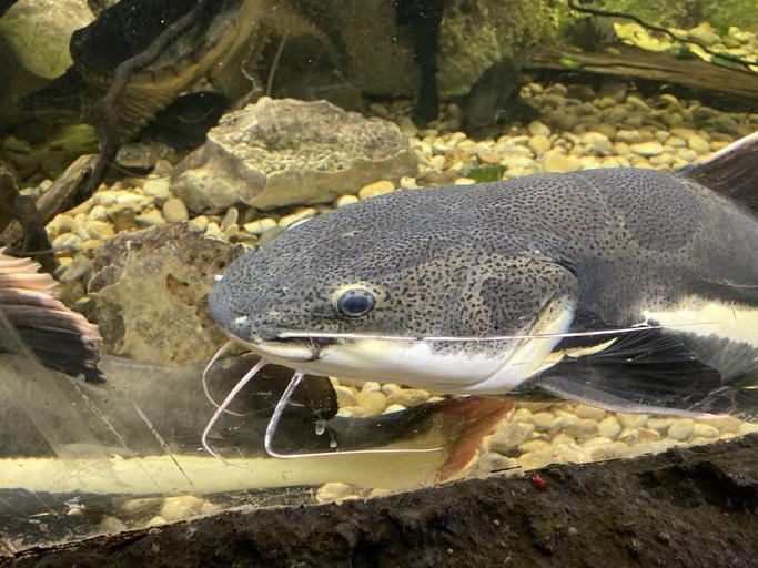 Do All Fish Have Scales? - Types of Scaleless Fish - With Photos