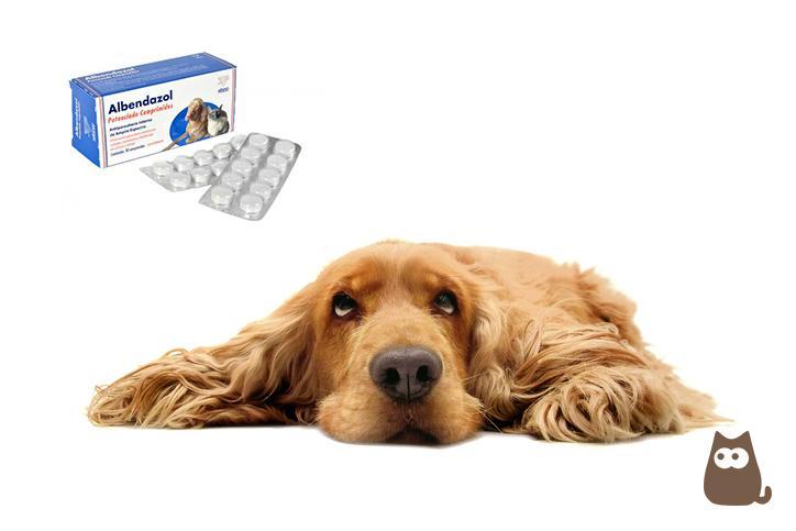 Albendazole for Dogs - Dosage, Uses and Side Effects
