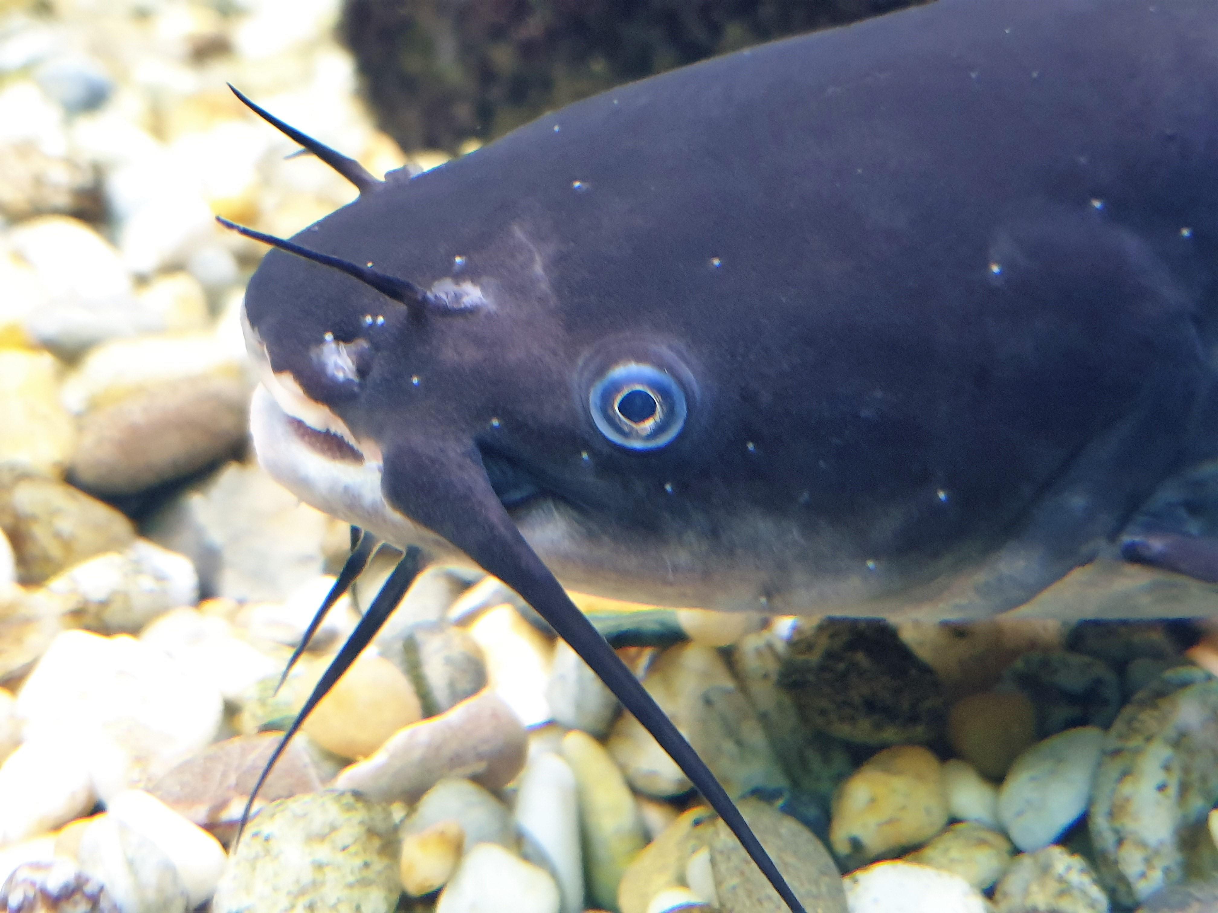 Do All Fish Have Scales? - Types of Scaleless Fish - With Photos