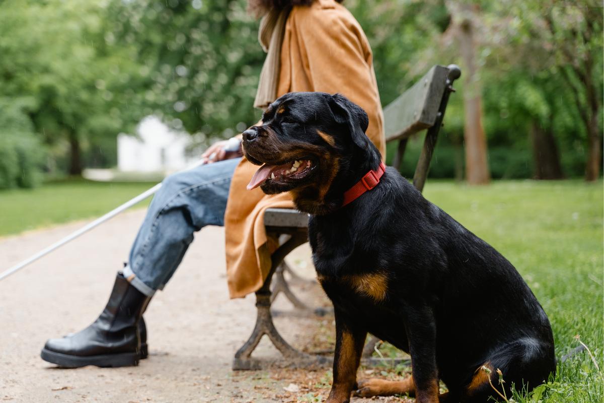 Best Exercises for Rottweilers - Exercise Tips for Every Life Stage