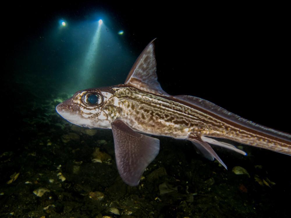 Do All Fish Have Scales? - Types of Scaleless Fish - With Photos