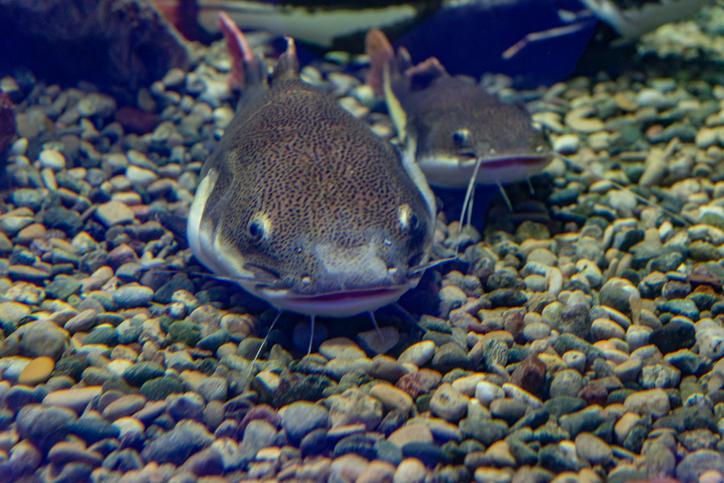 Do All Fish Have Scales? - Types of Scaleless Fish - With Photos