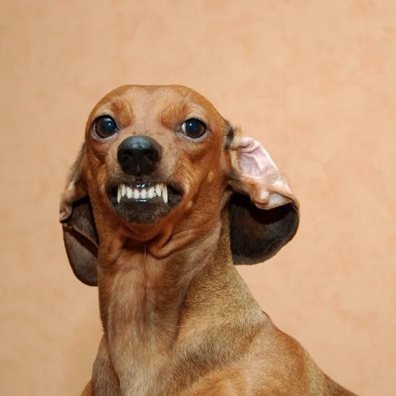 Why do Dogs Attack Children?