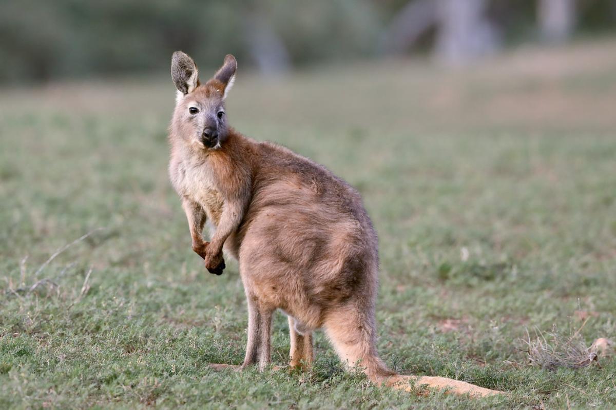 20 Different Types of Kangaroos - Characteristics and Photos