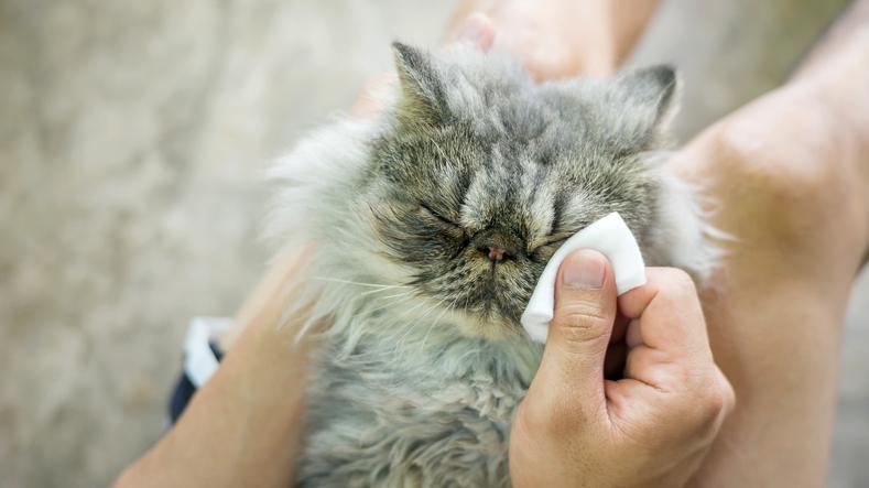 Why Does My Cat Have Dilated Pupils? - Causes and Treatment of Feline ...