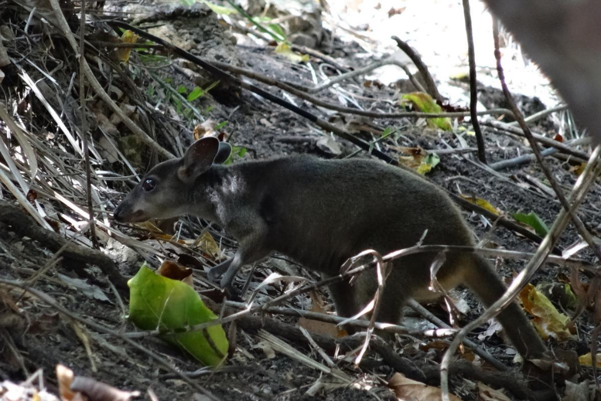 20 Different Types of Kangaroos - Characteristics and Photos