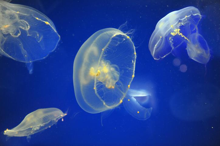 What Do Jellyfish Eat? - Types of Jellyfish and Their Diet
