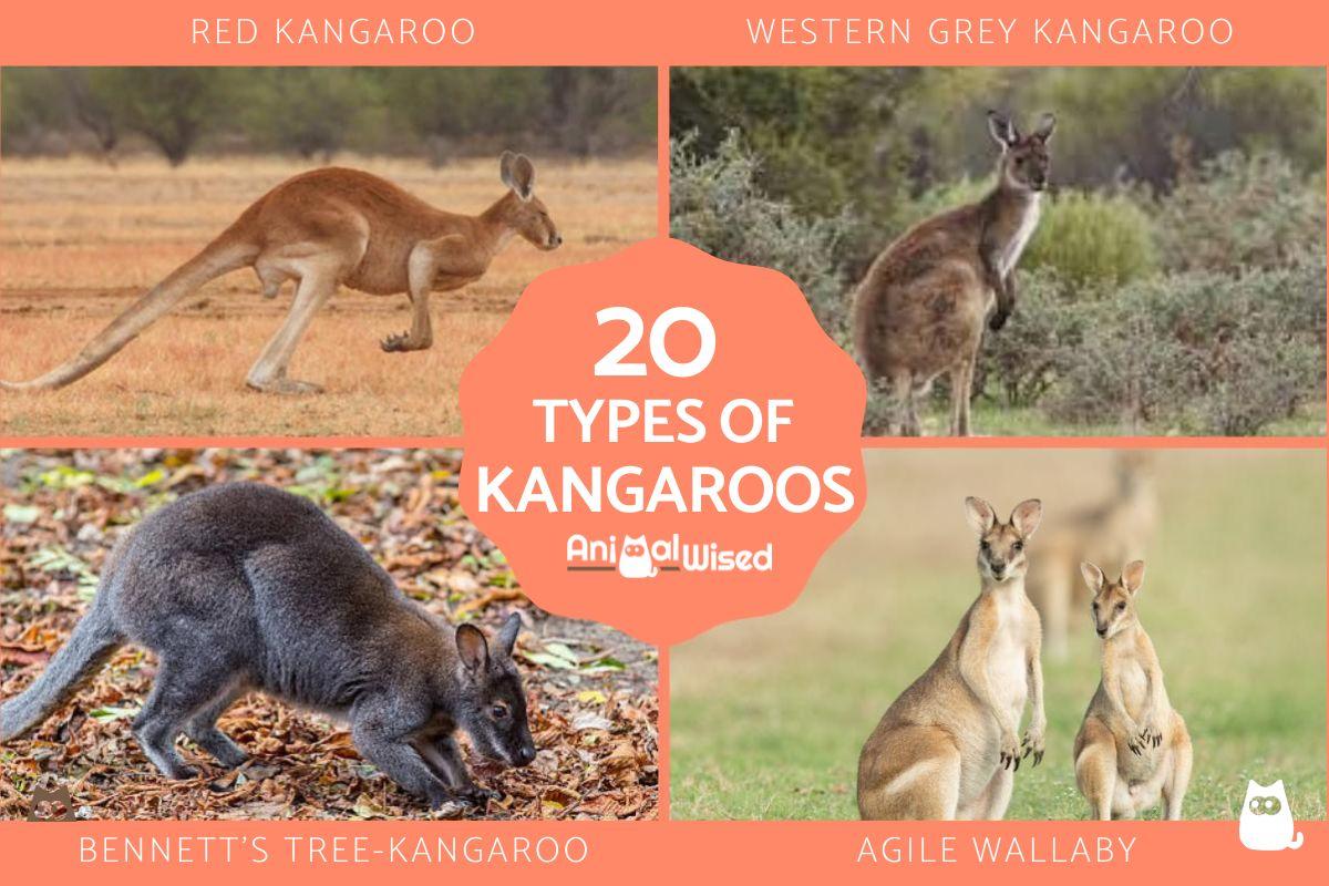 20 Different Types of Kangaroos - Characteristics and Photos