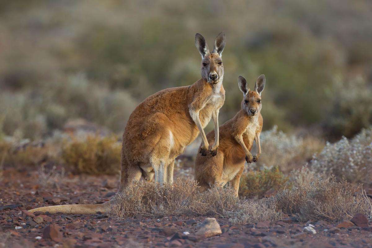 20 Different Types of Kangaroos - Characteristics and Photos