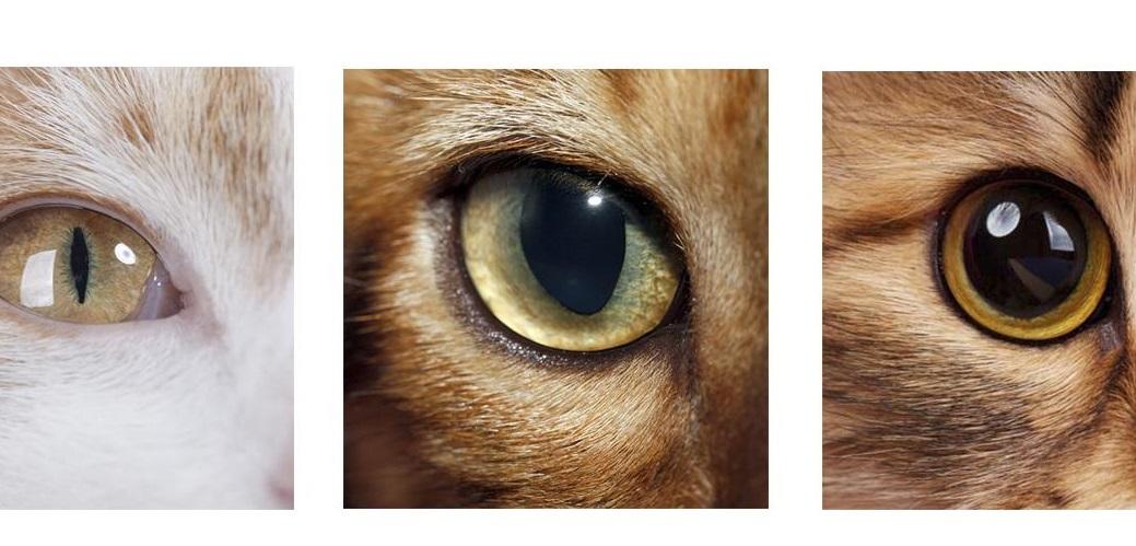 Why Does My Cat Have Dilated Pupils? - Causes and Treatment of Feline ...