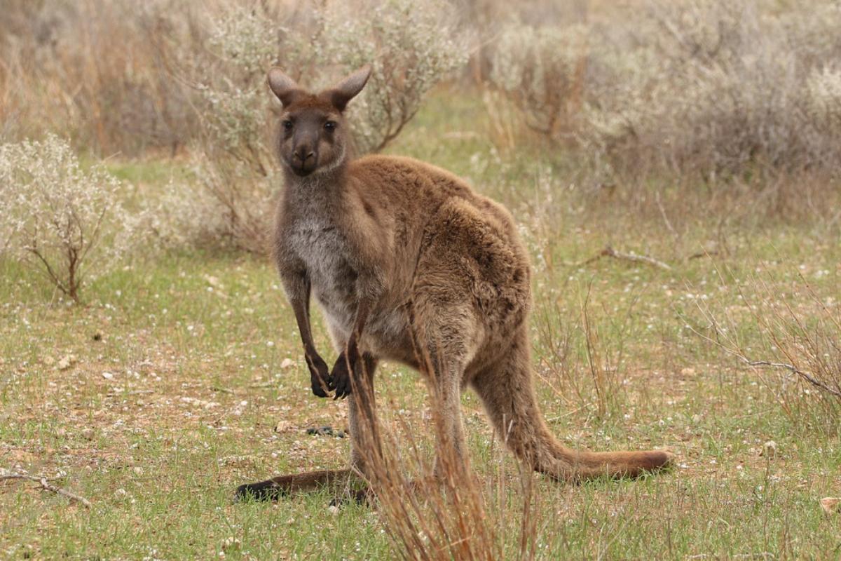 20 Different Types of Kangaroos - Characteristics and Photos