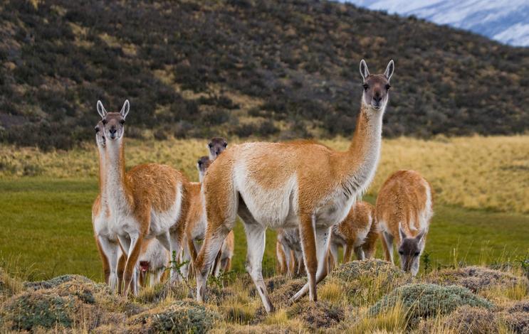 Iconic Wildlife of Patagonia - 12 Animals That Define the Region