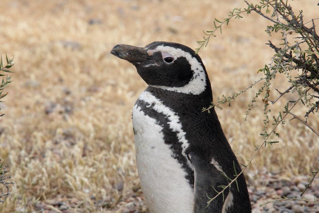 Iconic Wildlife of Patagonia - 12 Animals That Define the Region