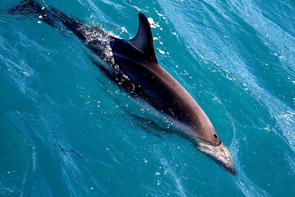 Iconic Wildlife of Patagonia - 12 Animals That Define the Region