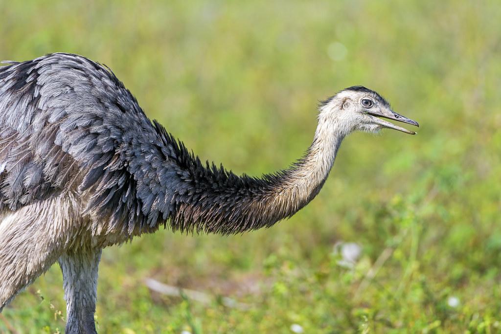 Iconic Wildlife of Patagonia - 12 Animals That Define the Region