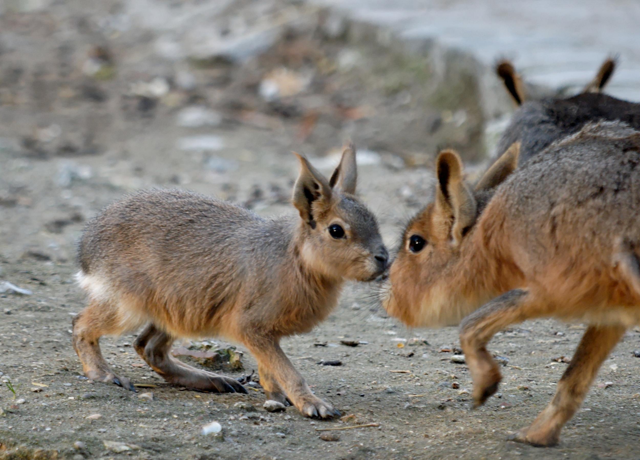 Iconic Wildlife of Patagonia - 12 Animals That Define the Region