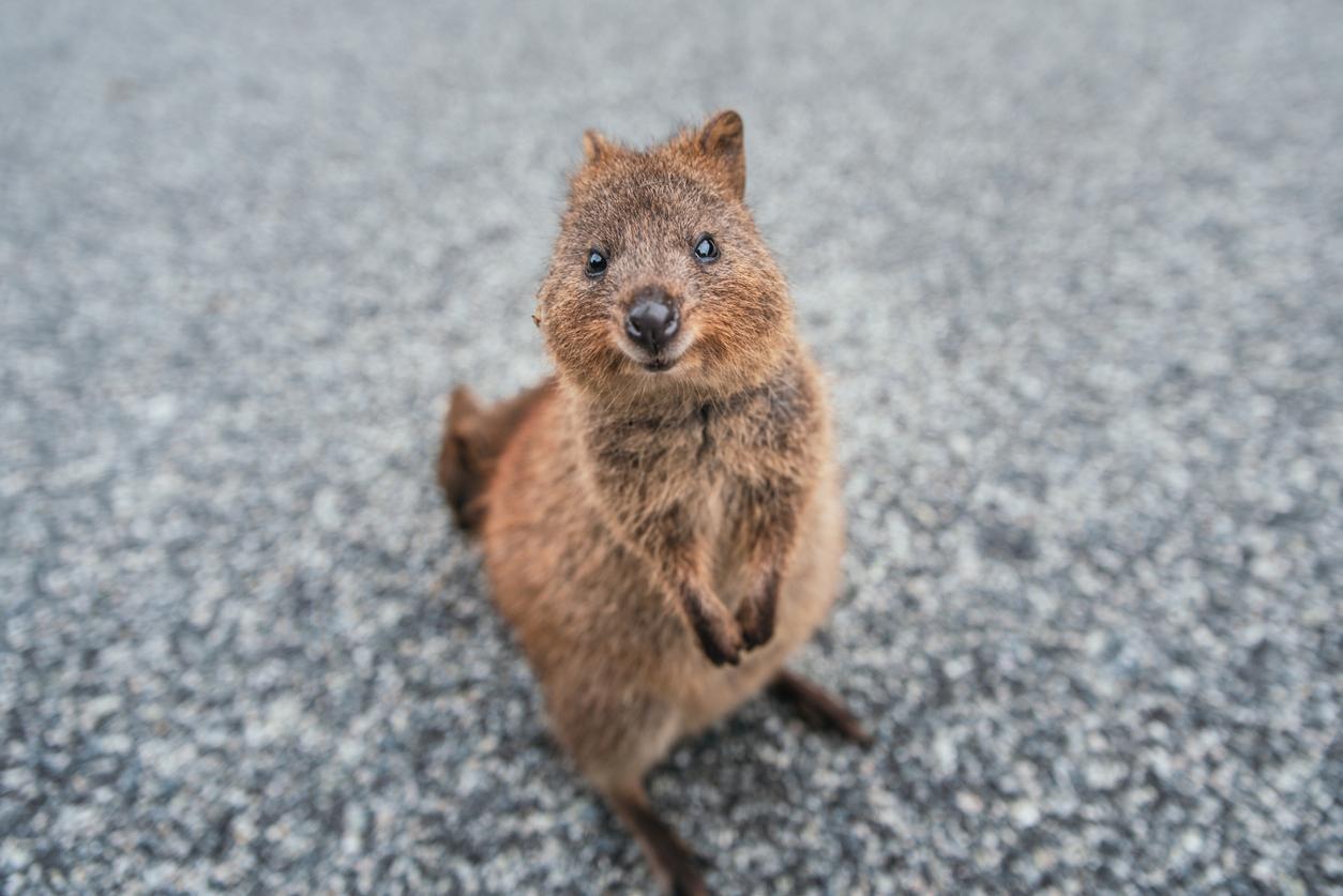 Can You Have a Quokka as a Pet? - Conservation of Quokkas
