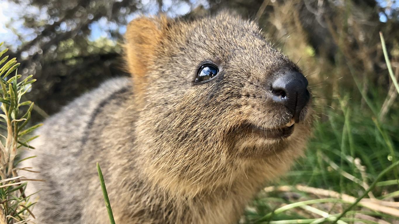 Can You Have a Quokka as a Pet? - Conservation of Quokkas