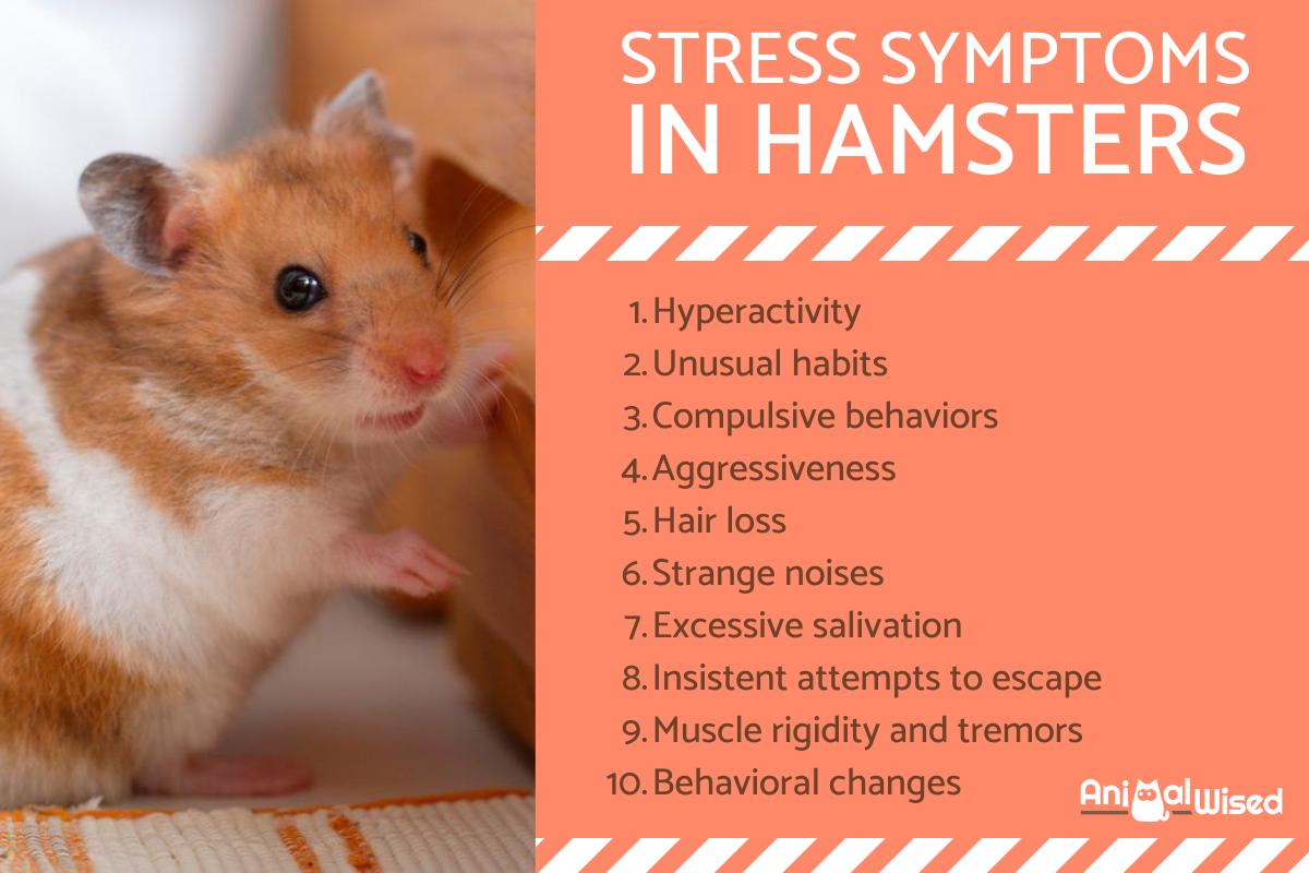 Stress Symptoms In Hamsters - 10 Signs of a Stressed Hamster