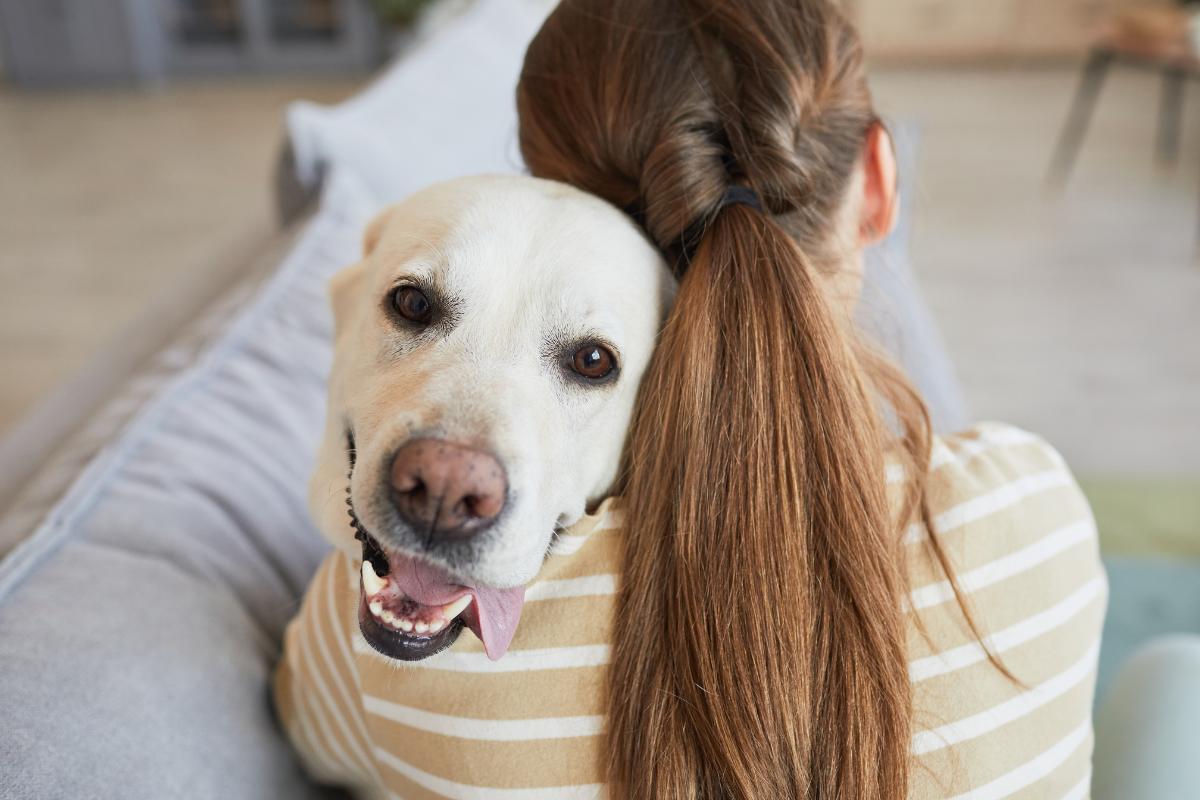 6 Signs Your Dog Considers You Their Favorite - Understanding Canine ...