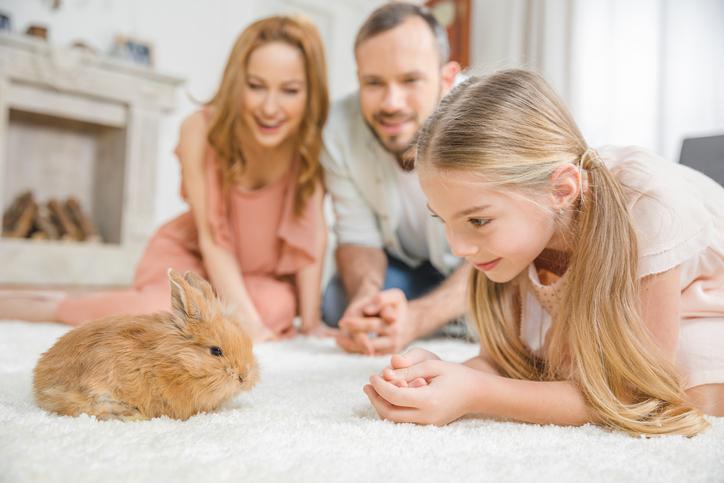 How to Make a Rabbit More Affectionate - Tips for Bonding