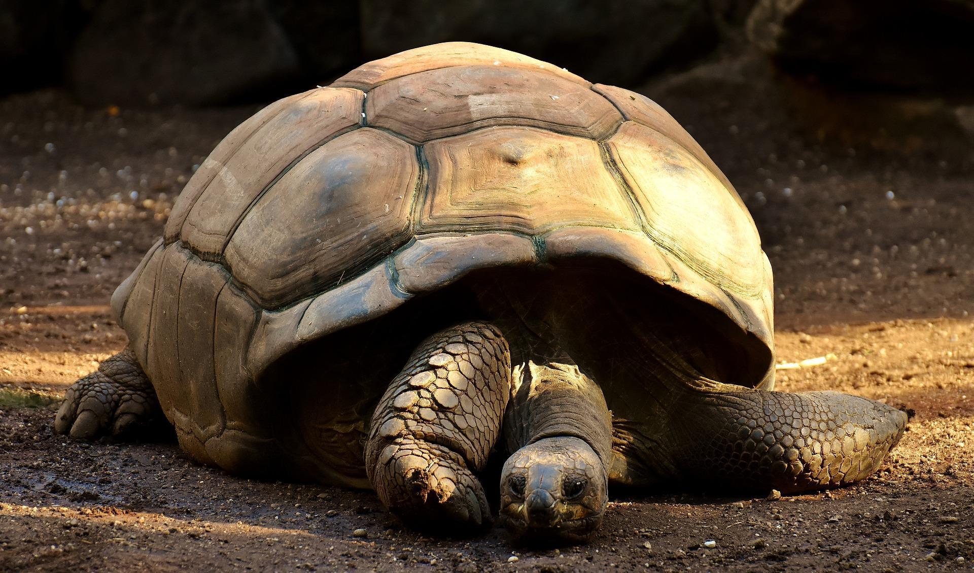 Fun and Interesting Facts About Turtles - 10 Facts About One of Earth’s ...