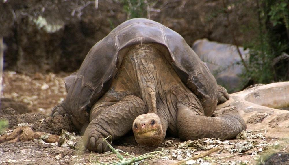 Fun and Interesting Facts About Turtles - 10 Facts About One of Earth’s ...