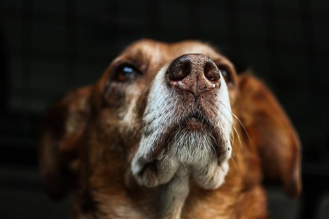 Can Dogs Smell My Fear? - How They Read Your Emotions