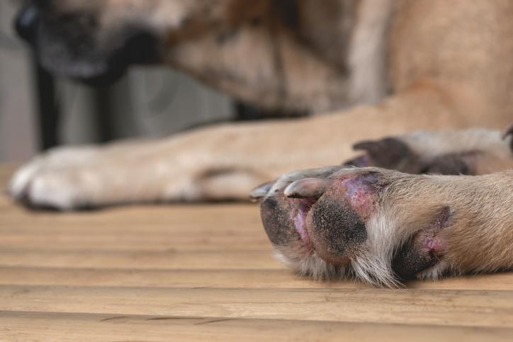 Pododermatitis in Dogs - Causes, Symptoms And Treatment (With Photos!)
