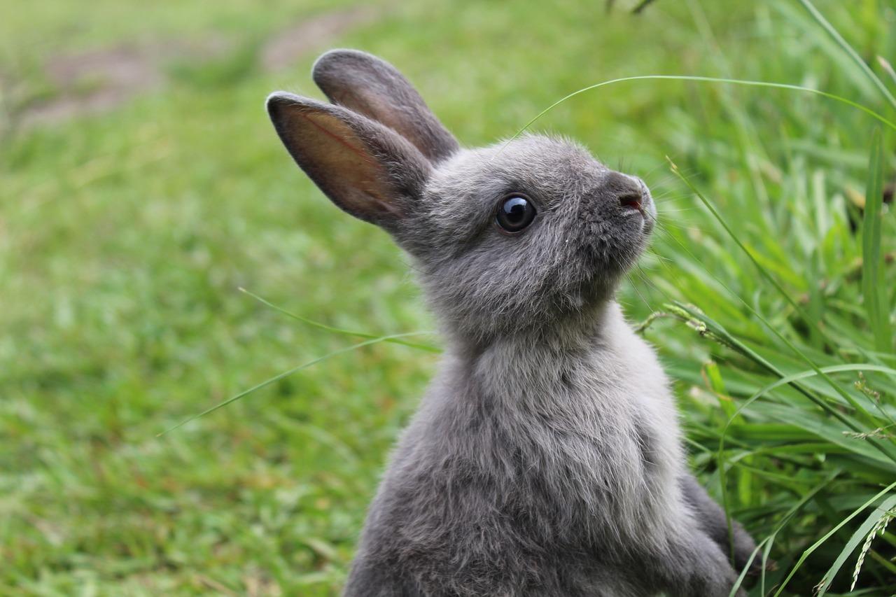 20+ Pet Rabbit Breeds With Photos - Popular Domestic Bunny Breeds