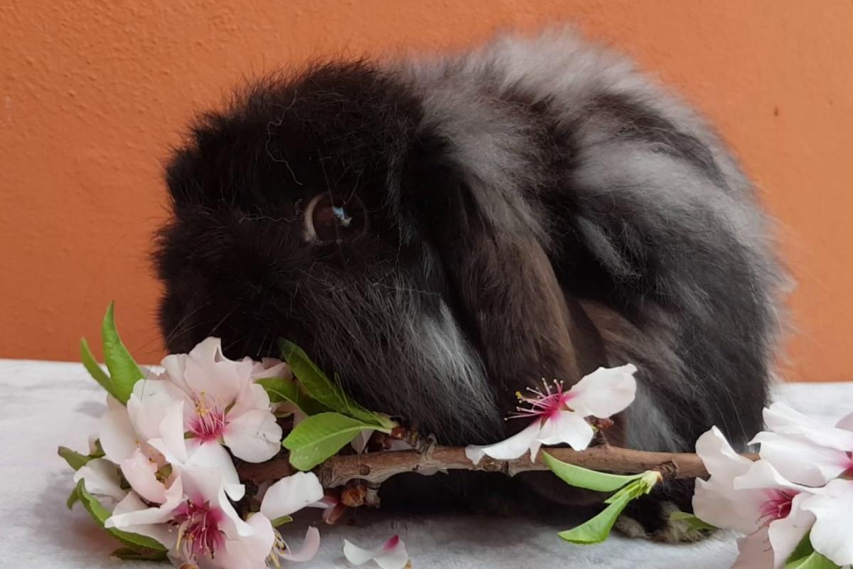 20+ Pet Rabbit Breeds With Photos - Popular Domestic Bunny Breeds