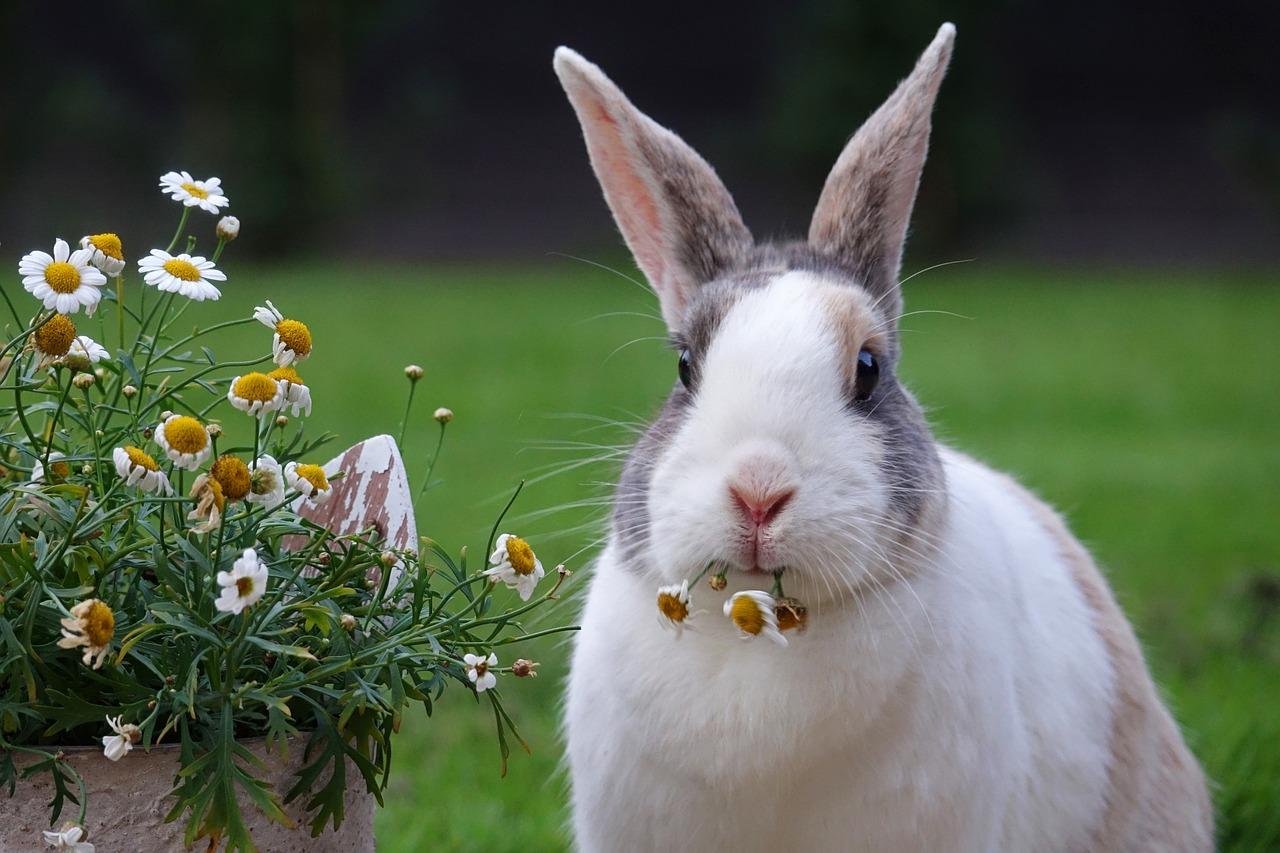 20+ Pet Rabbit Breeds With Photos - Popular Domestic Bunny Breeds
