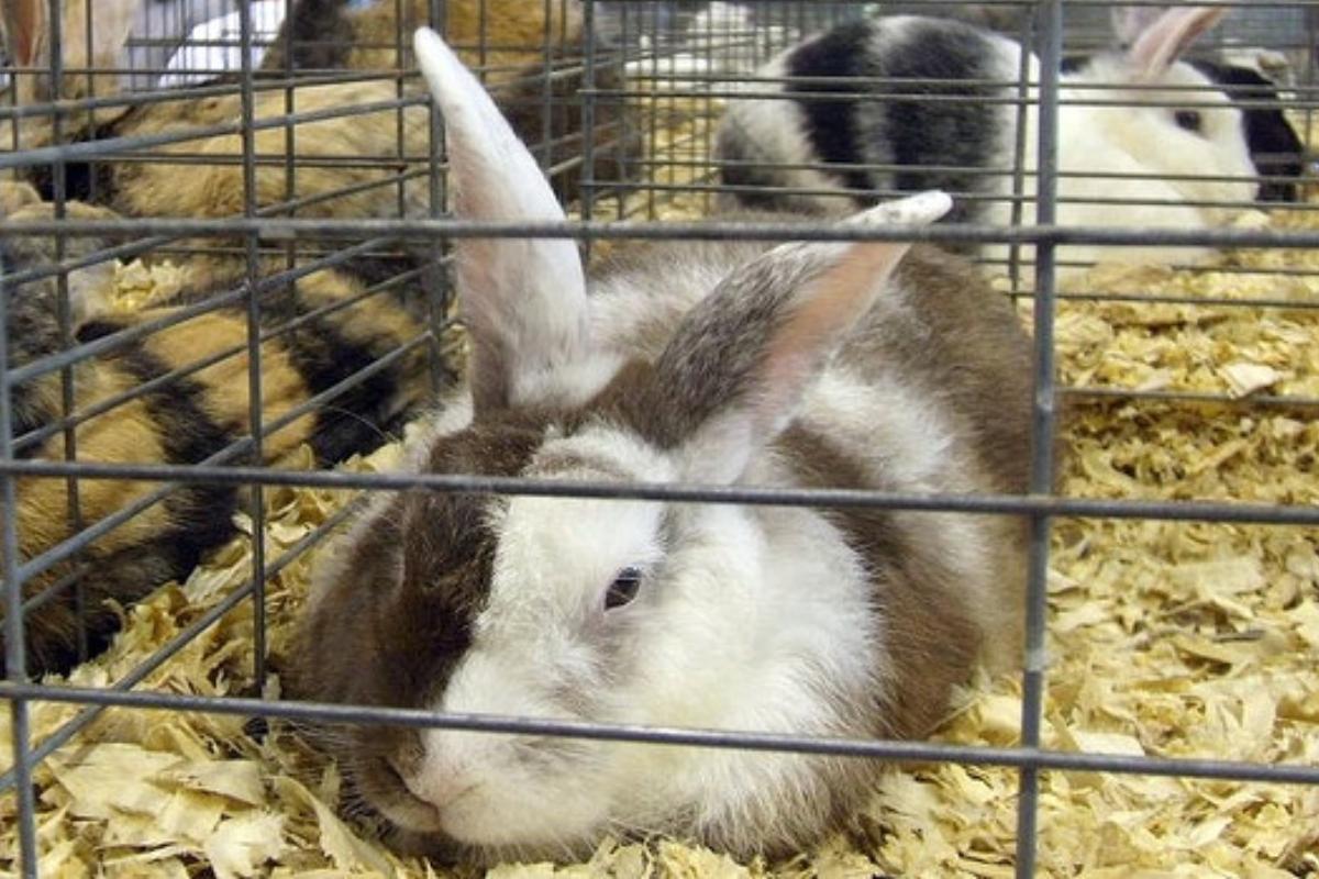 20+ Pet Rabbit Breeds With Photos - Popular Domestic Bunny Breeds