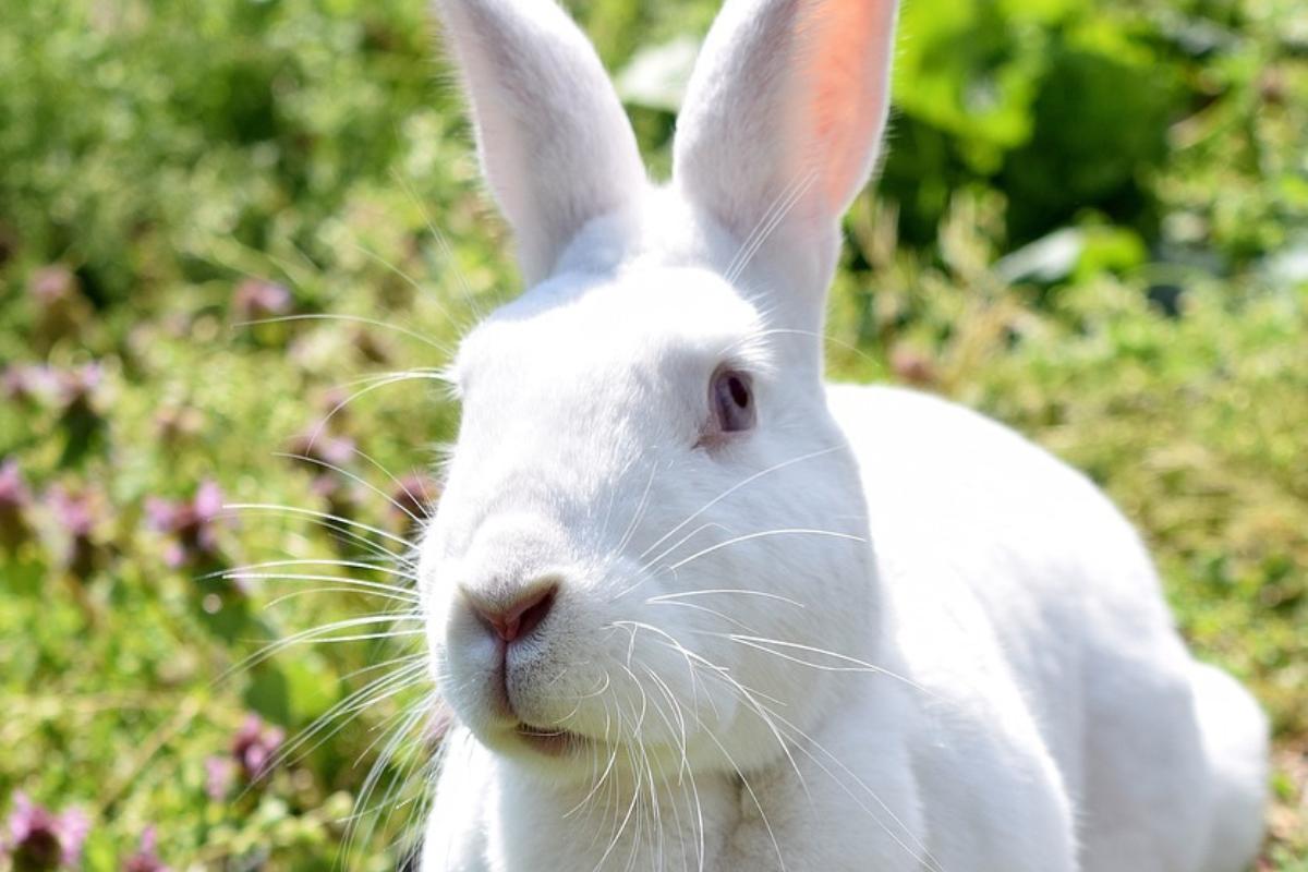 20+ Pet Rabbit Breeds With Photos - Popular Domestic Bunny Breeds