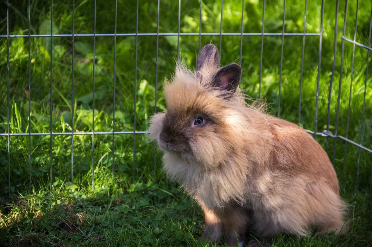 20+ Pet Rabbit Breeds With Photos - Popular Domestic Bunny Breeds