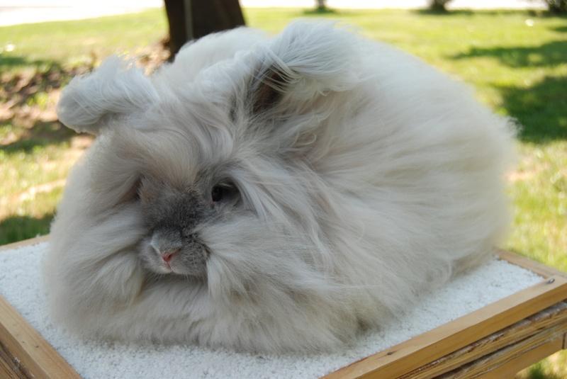 20+ Pet Rabbit Breeds With Photos - Popular Domestic Bunny Breeds