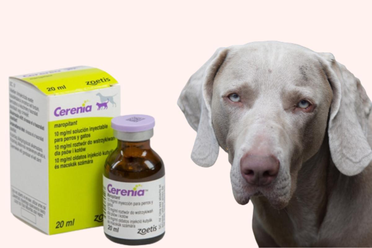Cerenia for Dogs - Uses, Dosage and Side Effects of Maropitant