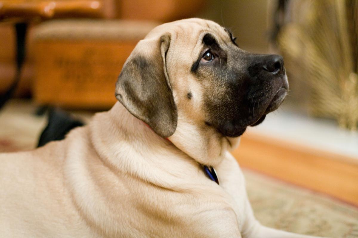 Differences between English, French and Spanish Mastiffs