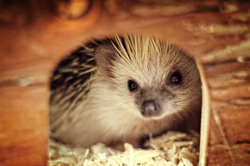 Why Do Hedgehogs Bite? - Reasons and Prevention