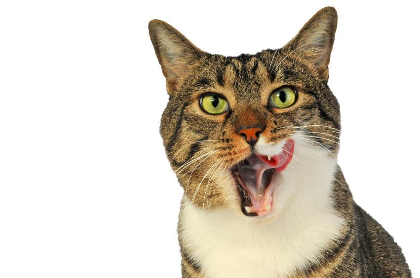 How to Know if My Cat is Sick - Symptoms and Signs